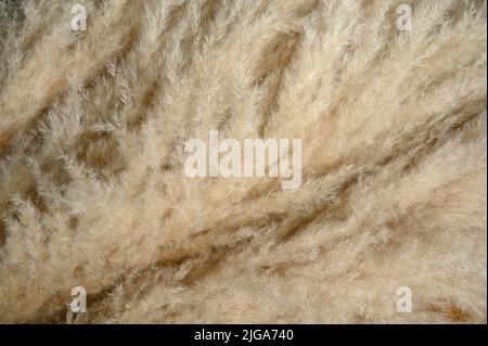 Fluffy plant nature background. Spikelets collected on the field Stock ...