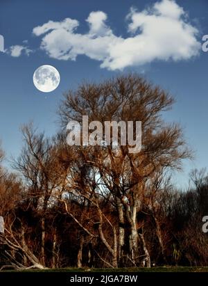Natural background with trees and full moon in sea reflection Stock ...