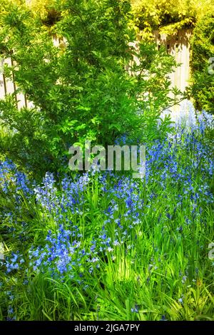 bluebell flowers in grass and foliage Stock Photo - Alamy