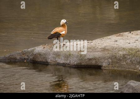Ruddy shelduck Tadorna ferruginea. Tecina. San Sebastian de La Gomera ...