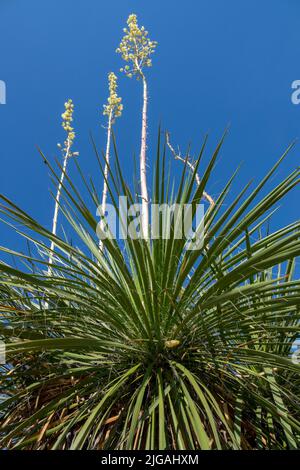 The Soaptree Yucca (Yucca elata) is a plant native to the southwestern ...