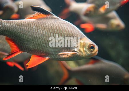 A closeup shot of Tinfoil barbs (Barbonymus schwanenfeldii) in the ...
