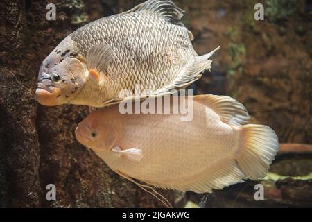 Giant gourami fish (Osphronemus goramy) in aquarium. Wildlife animal ...