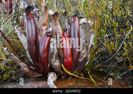 Table mountain / Ptari Tepui Stock Photo - Alamy