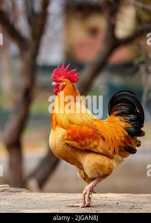 A closeup shot of a rooster cock standing on a rocky wall near green ...