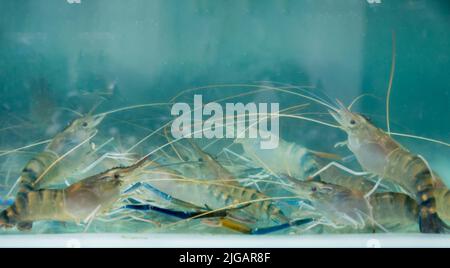 Alive Fresh River Prawn in a glass tank Stock Photo - Alamy