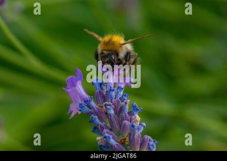 The large garden bumblebee or ruderal bumblebee pollinating a flower ...