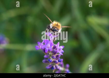 The large garden bumblebee or ruderal bumblebee pollinating a flower ...