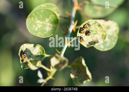 Stink bugs on a caper bush leaves, Stenozygum Coloratum Stock Photo - Alamy