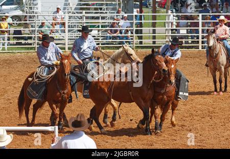 rodeo, men corralling horse, job, skill, motion, spectators, contest ...