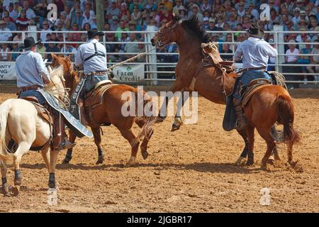 rodeo, men corralling horse, job, skill, motion, spectators, contest ...
