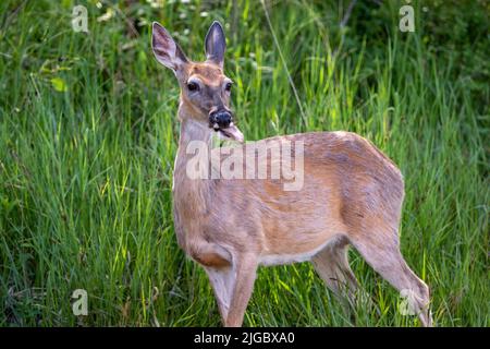 Doe cautiously makes an appearance in the Black Hills of South Dakota ...