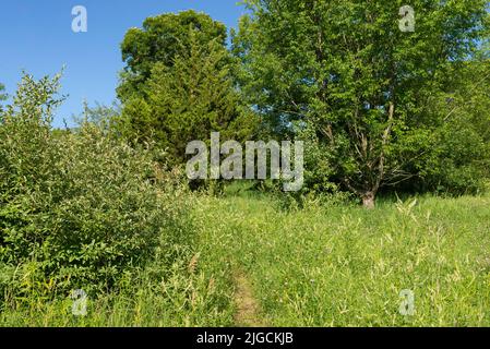 Vibrant Summer landscape at Buffalo Rock State Park, Illinois, USA ...