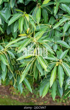 Chestnut tree catkin or inflorescences in the forest. Castanea sativa ...