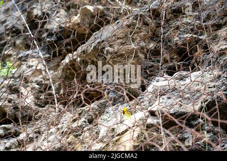 Natural rock with mesh to protect against landslides dangerously ...