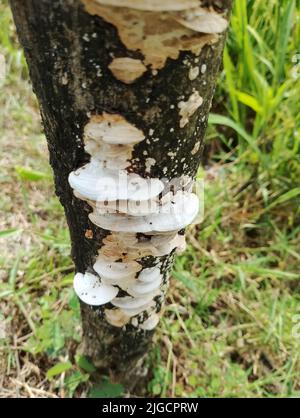 Close-up shoot a collection of colorful cherries on a wooden table ...