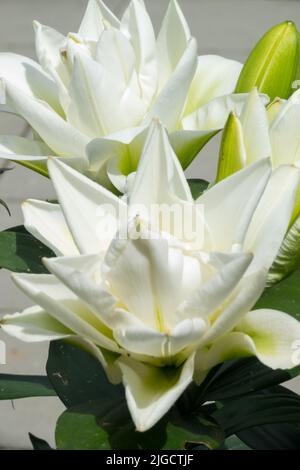 White Lilium Apollo aka Blizzard Beautiful Orientpet Hybrid Lilium ...
