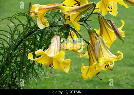 Beautiful Lilium Tubular Flowers Lilium "Golden Splendor" Trumpet Lily ...