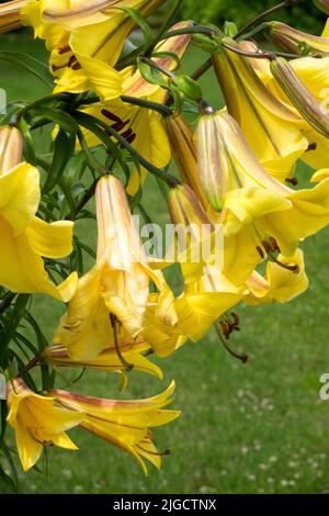 Beautiful Lilium, Tubular flowers, Lilium "Golden Splendour", Trumpet ...