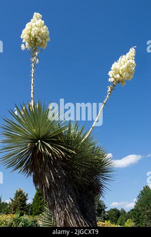 American native Plant, Thompsons Yucca thompsoniana Flowering ...