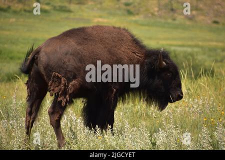 Young American bison swishing his tail at flies and in frustration Stock Photo - Alamy