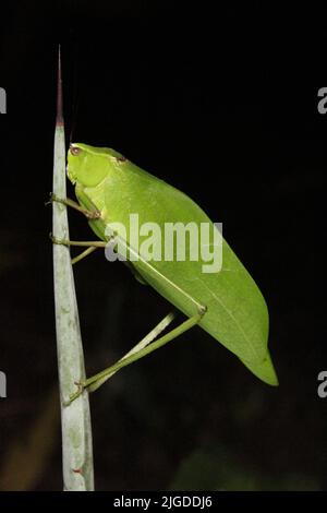Katydid, Tettigoniidae Family, on leaf, lunkung, Bali, Indonesia Stock ...