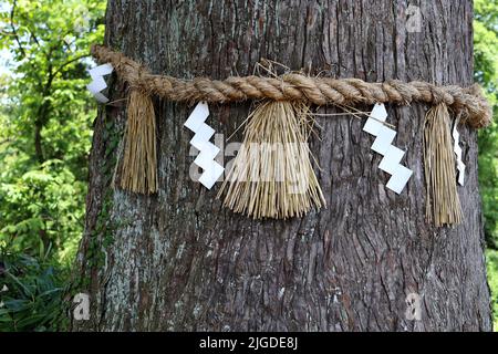 The crown of the old sacred camphor tree (yorishiro), in Shinto an ...
