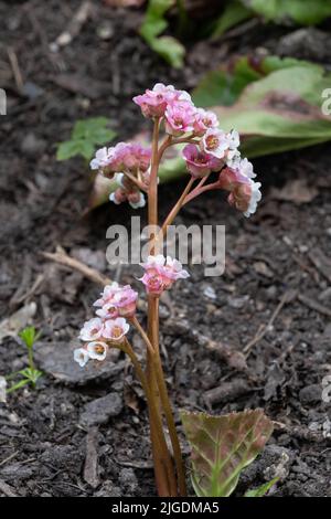 Bergenia ciliata Sternb. flowers, Winter Begonia, Fringed Elephant Ears ...