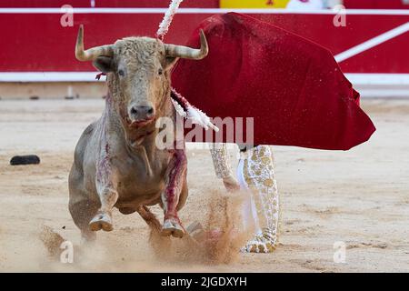 Peruvian bullfighting Andres Roca Rey challenges a Nunez del Cuvillo ...