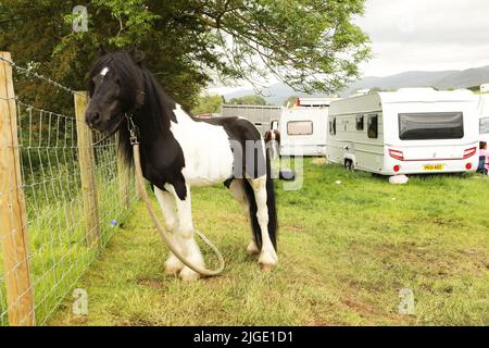 A coloured pony tethered to a fence post. Appleby Horse Fair, Appleby ...