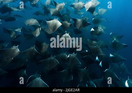 A cluster of giant devil rays (Mobula mobular) under the ocean Stock ...