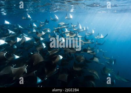 A cluster of giant devil rays (Mobula mobular) under the ocean Stock ...