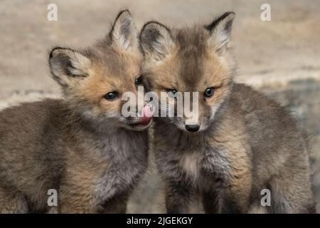 Red fox kits nuzzle each other during springtime at Grand Teton ...