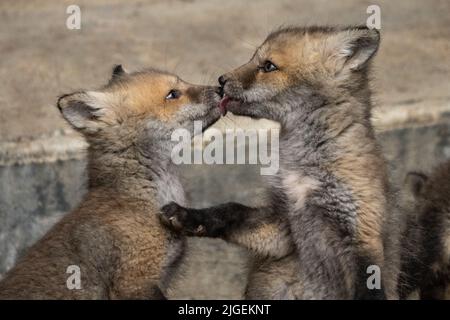 Red fox kits nuzzle each other during springtime at Grand Teton ...