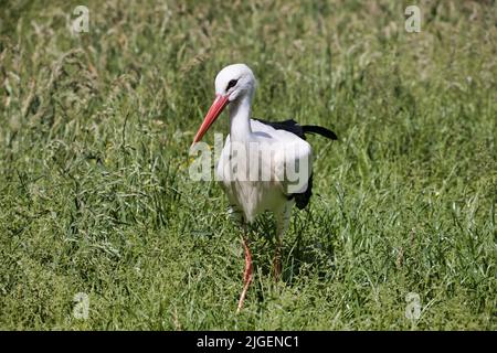 A scenic view of a white stork surrounded by grass in sunny weather ...