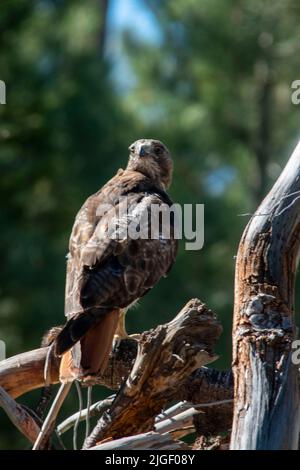 This hawk caught a chipmunk in Devil's Postpile National Monument, CA ...