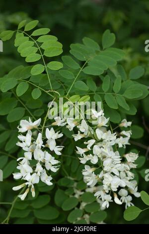 The white flowers of Black Locust tree (Robinia pseudoacacia), a bee's ...