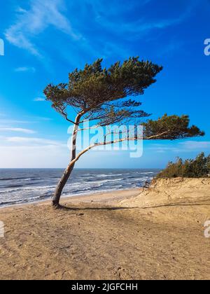 wild beach sandy coast and pine tree in Lacanau lake southwest France ...