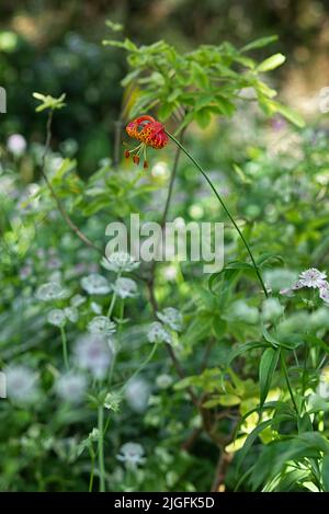 Michigan lily (Lilium michiganense Stock Photo - Alamy