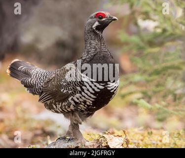 Male spruce grouse (Canachites canadensis) moving through grass on ...