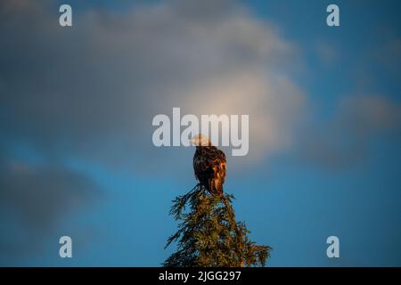 Red Kite Sitting in Tree Stock Photo - Alamy