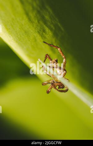 Macro shot of a dead spider on a sandy ground Stock Photo - Alamy
