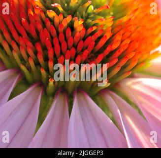 Closeup images of Purple Coneflower (Echinacea purpurea) showing orange, yellow and green center ...