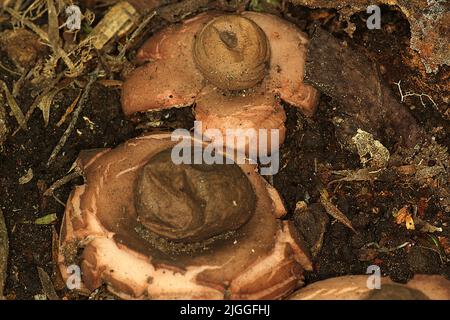 Earthstar fungus (Geastrum sp Stock Photo - Alamy