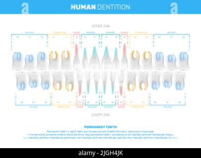 Teeth anatomy infographics with editable text captions pointing to ...