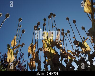 Wide view of self seeded oriental poppy (papaver orientale) seed heads ...
