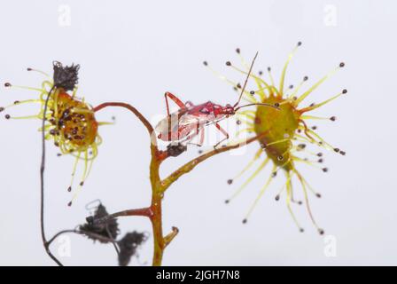 Symbiotic Setocoris bug on carnivorous sundew leaves (Drosera gigantea ...