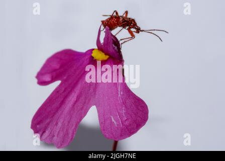 Symbiotic Setocoris bug on a bladderwort flower (Utricularia multifida ...