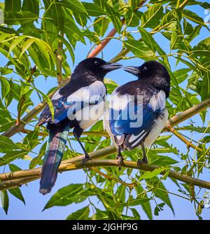 Magpies are birds of the family Corvidae Stock Photo - Alamy
