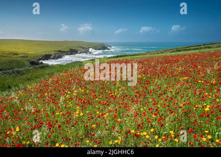 The spectacular beautiful poppy fields overlooking Polly Porth Joke on ...